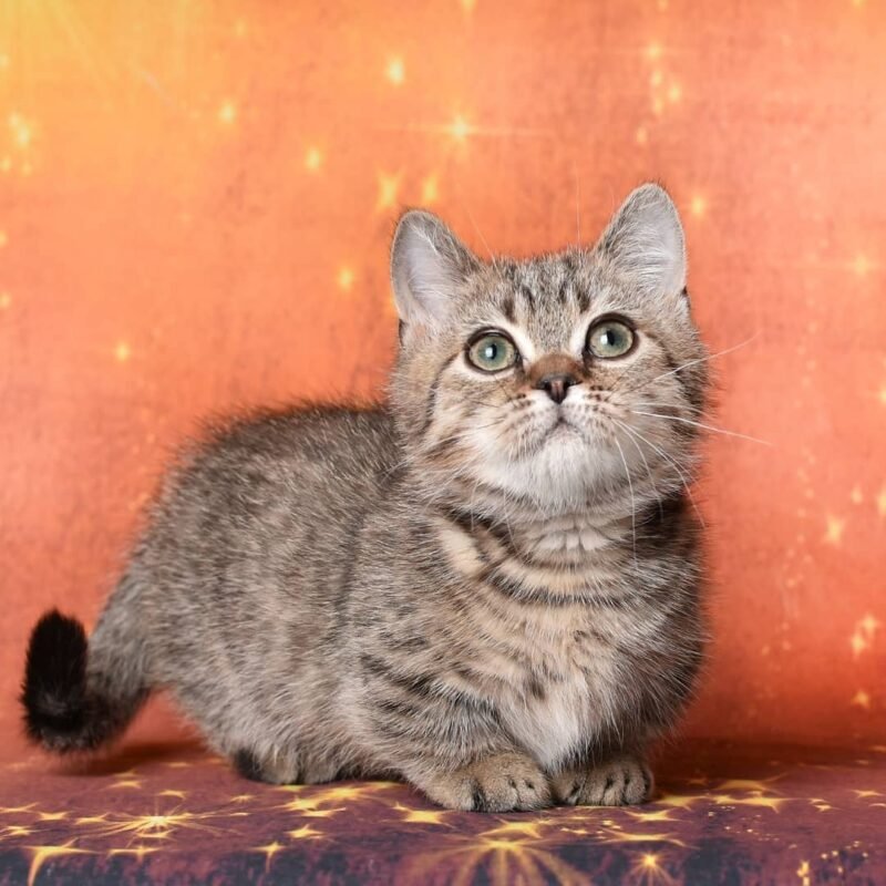 Available Munchkin Kittens - Munchkin Kittens For Sale