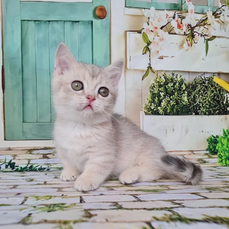 Available Munchkin Kittens - Munchkin Kittens For Sale