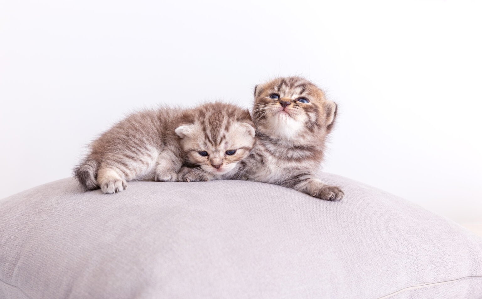 How Much Do Munchkin Cats Cost?