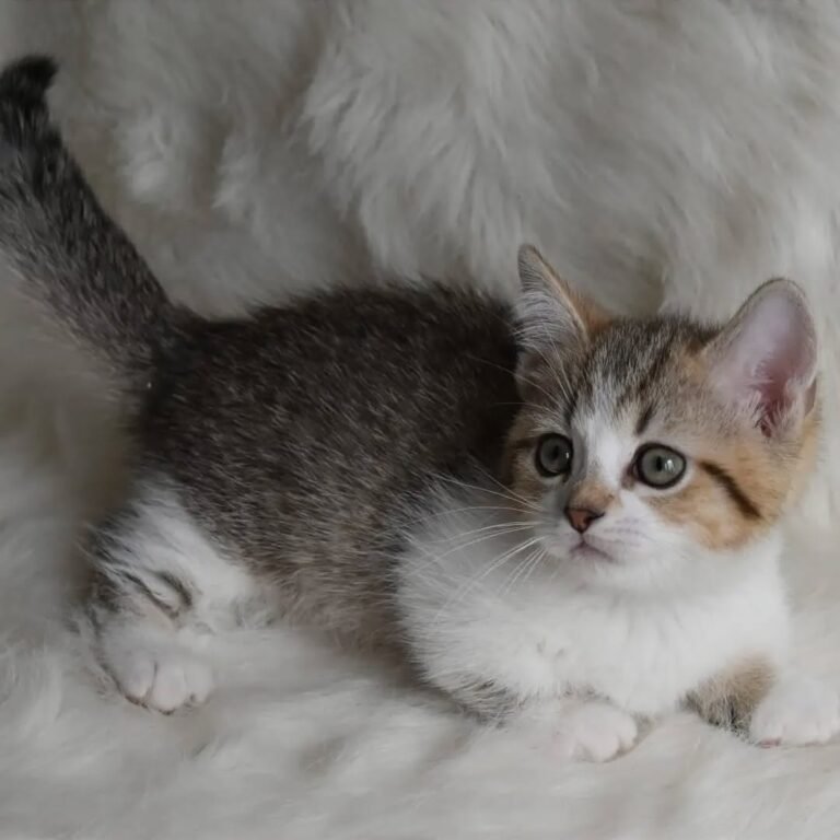 Munchkin Kittens Archives - Munchkin Kittens For Sale