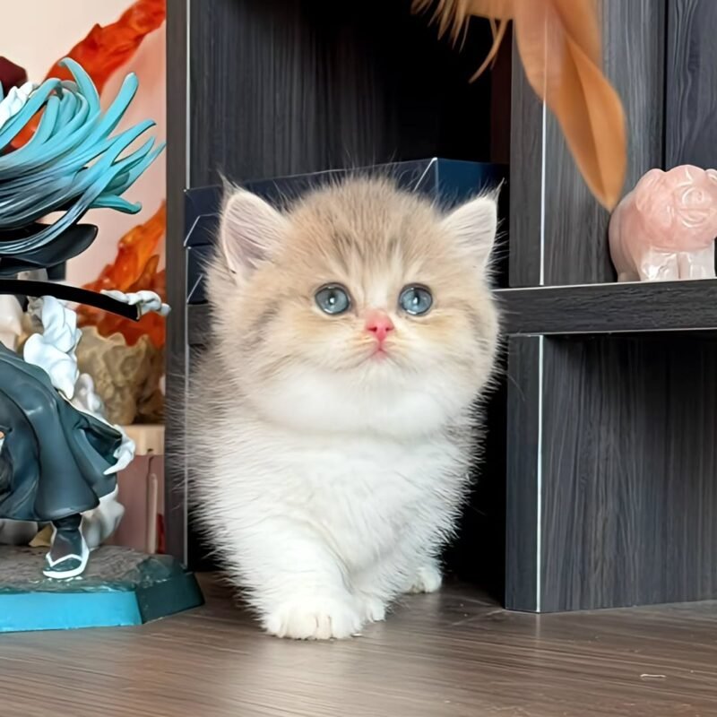 Ace - Munchkin Kittens For Sale